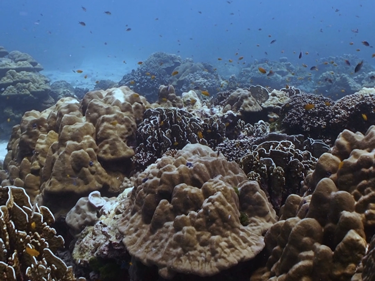 Symbiosis: The Key to Healthy Reef Ecosystems - DiveRACE
